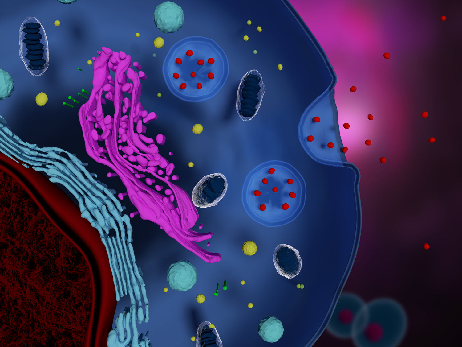 DermaFit – shopdermafit